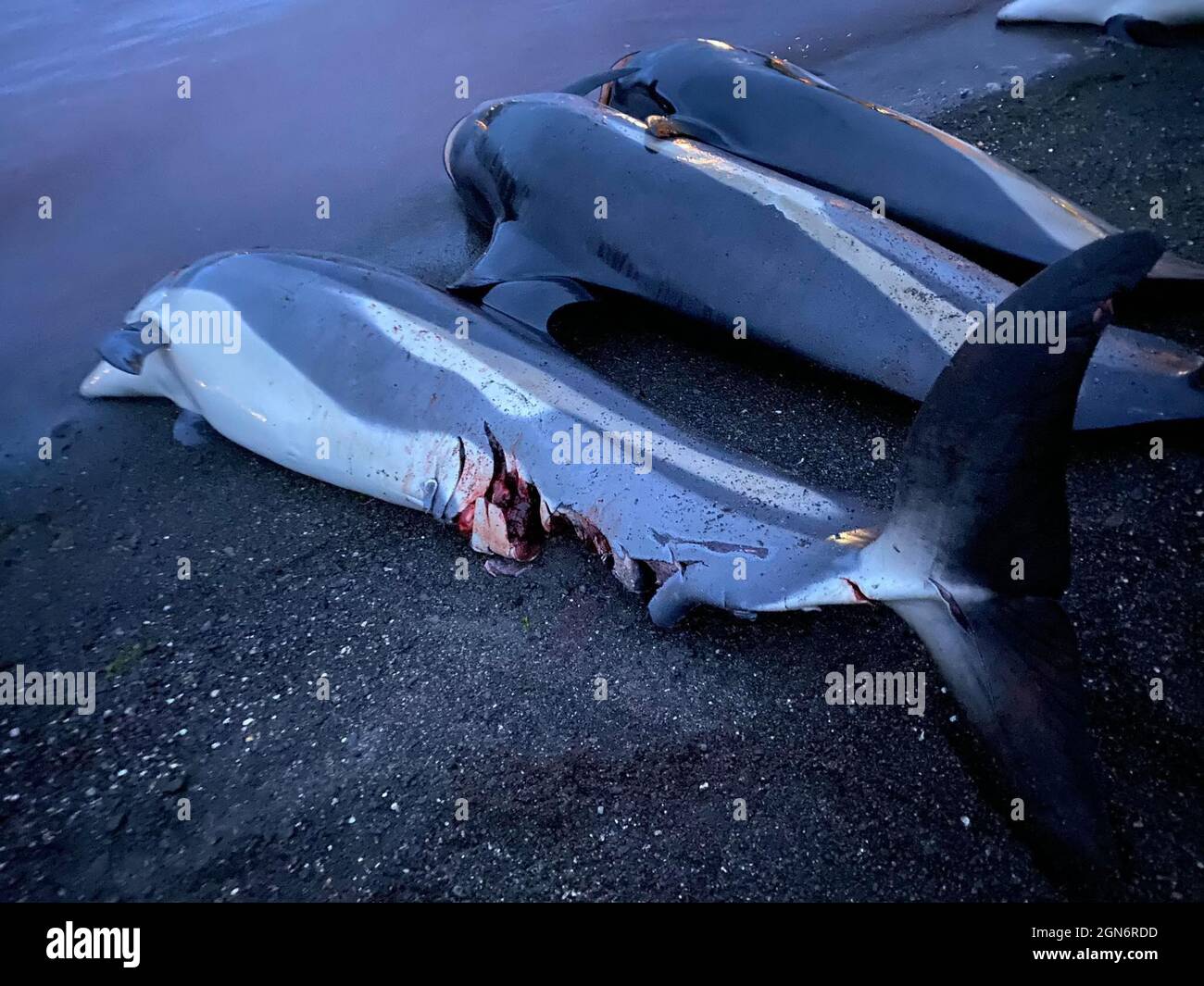 A super-pod of 1428 Atlantic White-Sided Dolphins was driven into the ...