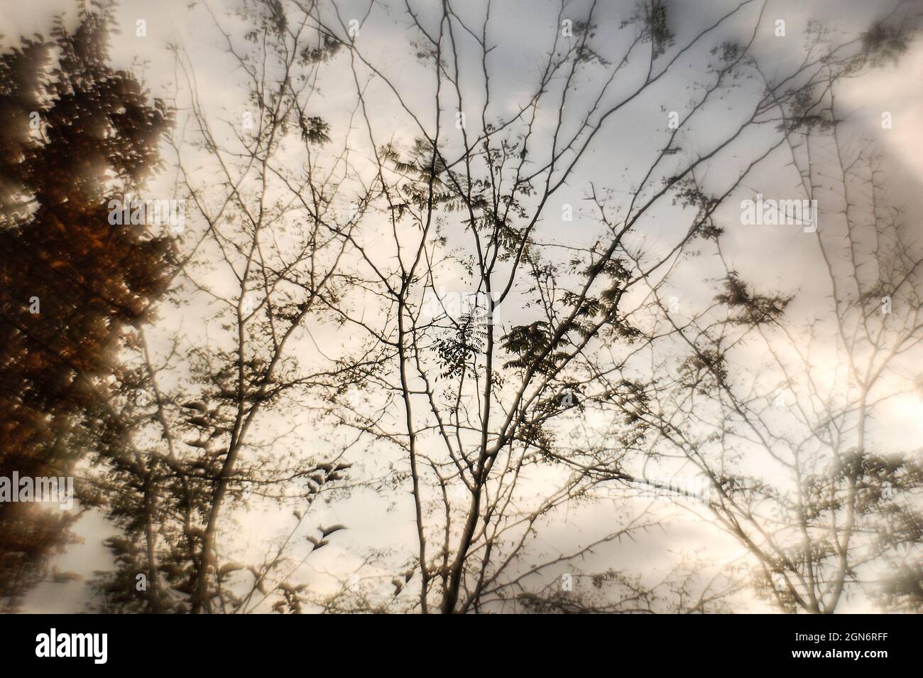 Beautyful blurry plants background, Dry plants view against the sky ...