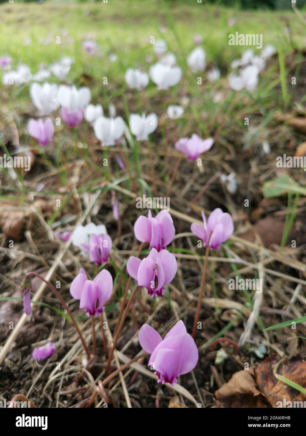 autumn cyclamen in their natural environment under a tree Stock Photo ...