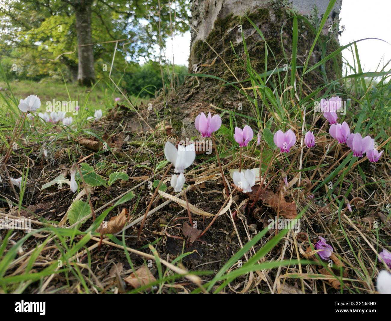 autumn cyclamen in their natural environment under a tree Stock Photo ...