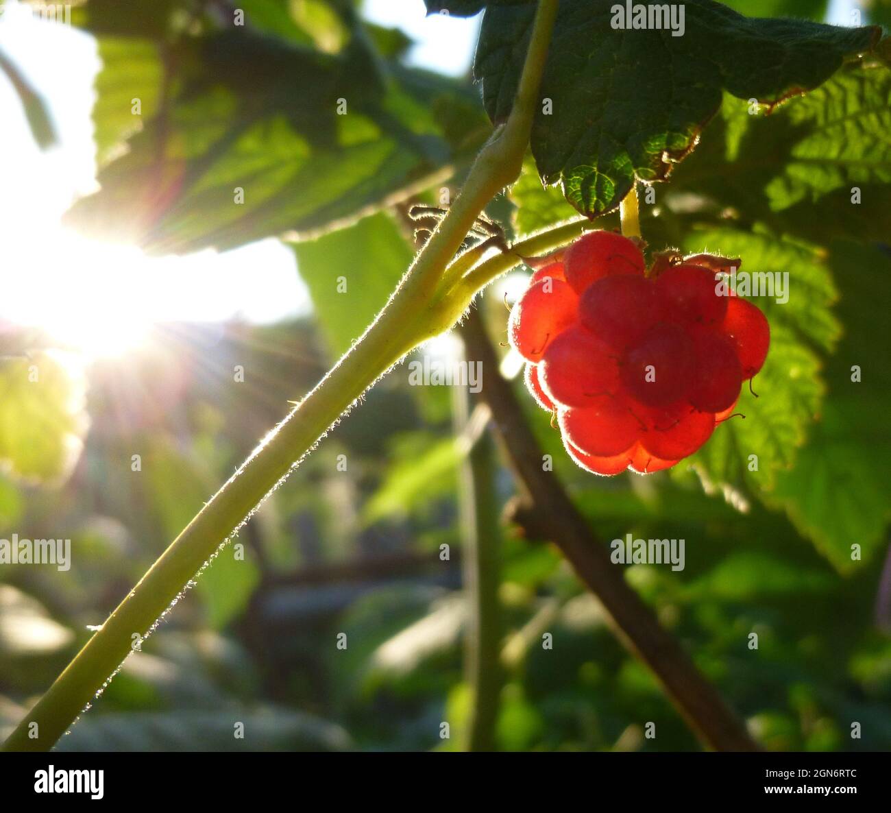Single raspberry hangs on the bush in backlight. Rays of sun pass ...