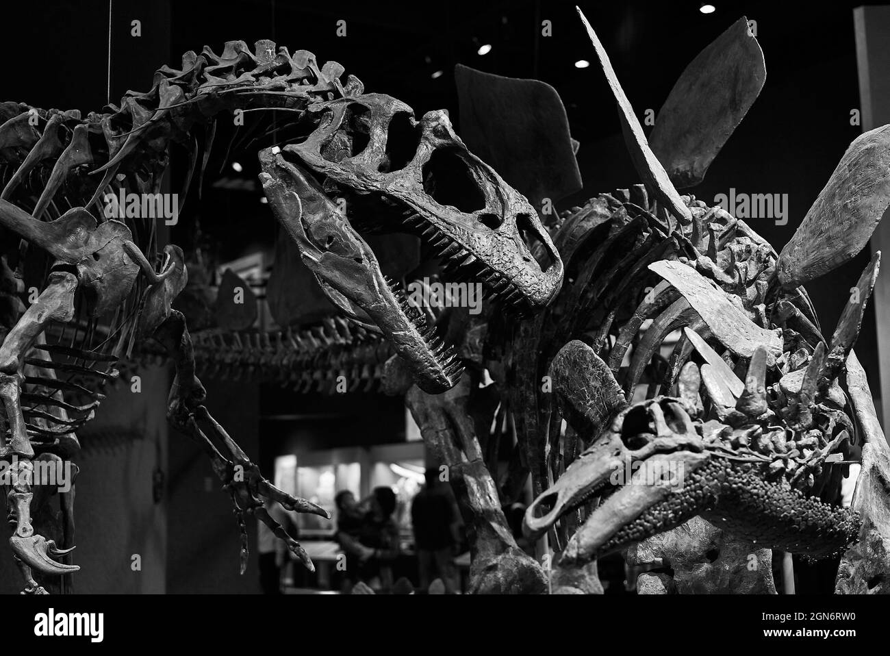 Black and white shot of dinosaurs in a museum Stock Photo - Alamy