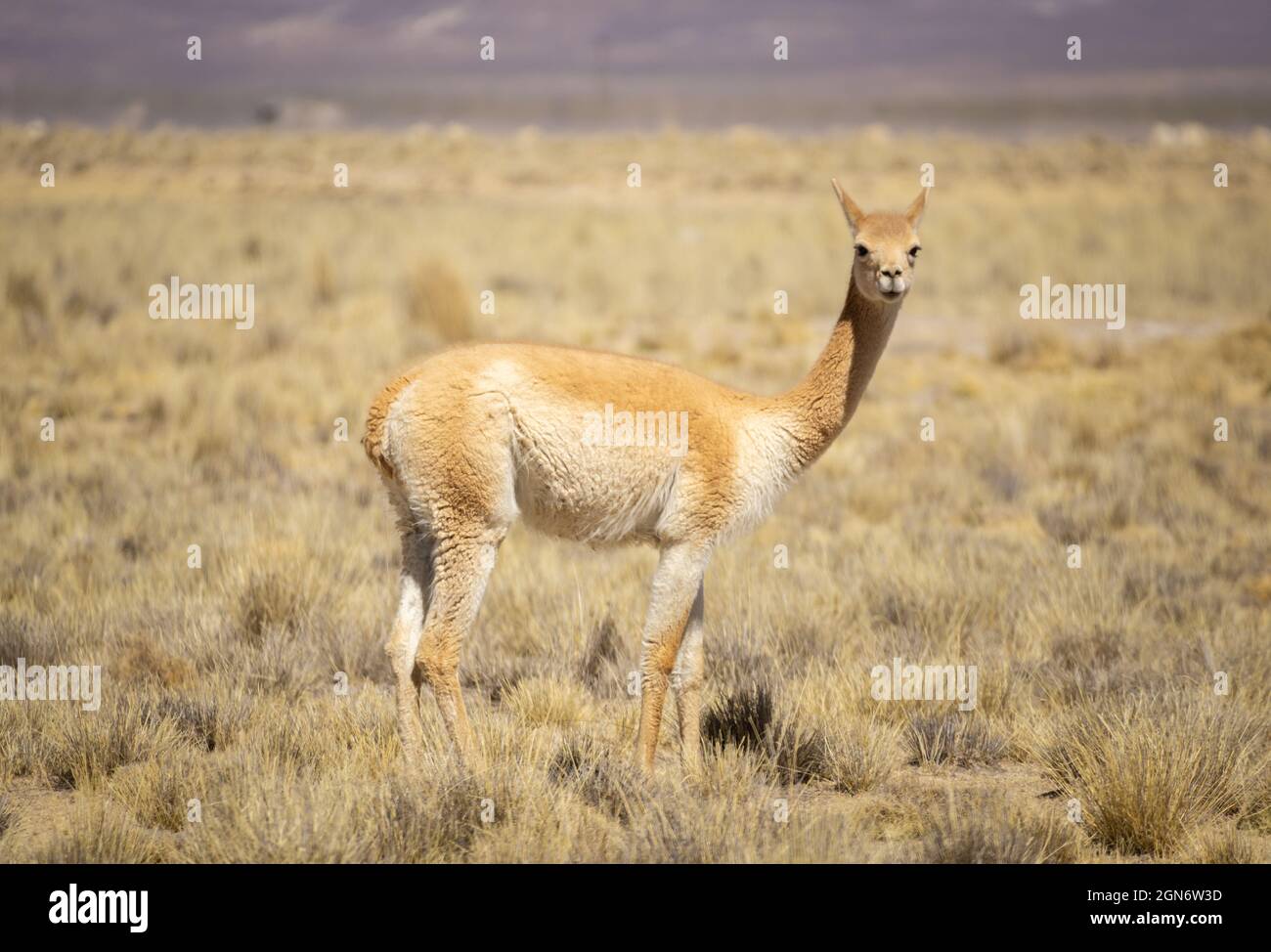 Closeup shot of a vicuna in a field looking at the camera during the ...