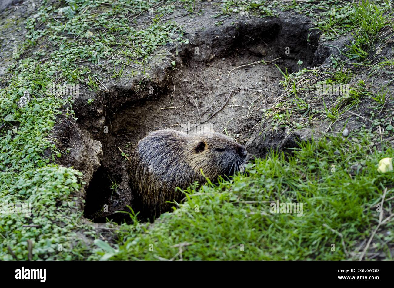 Otter cave hi-res stock photography and images - Alamy