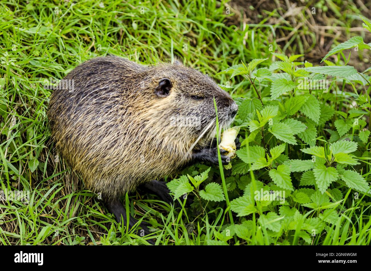 Closeup of a cute small nutria standing in the middle of a pile of ...