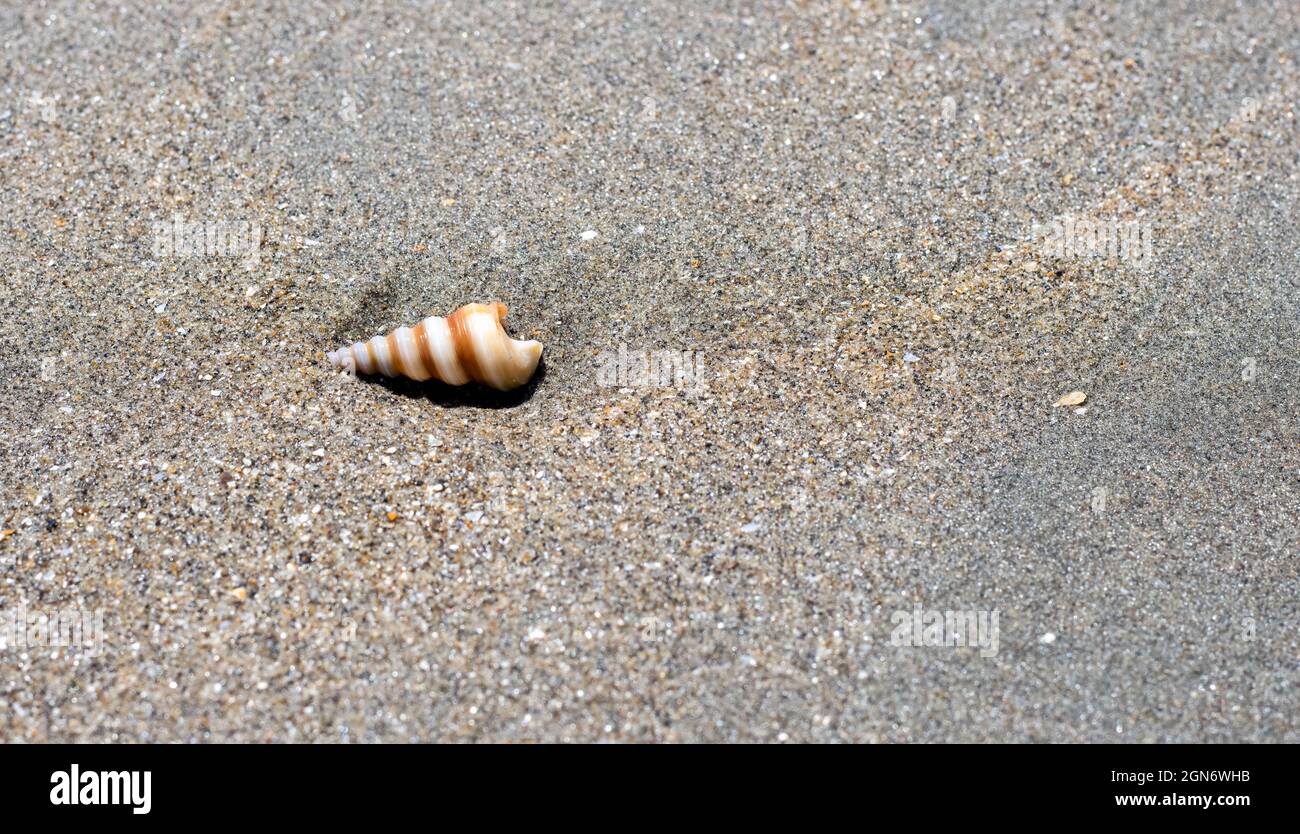 Spiral seashell on sandy land in a sea beach Stock Photo - Alamy