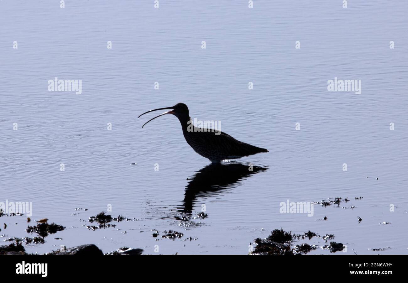 The Curlew is the largest of the breeding British waders. they nest on ...