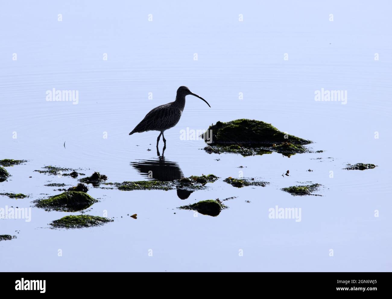 The Curlew is the largest of the breeding British waders. They nest on ...