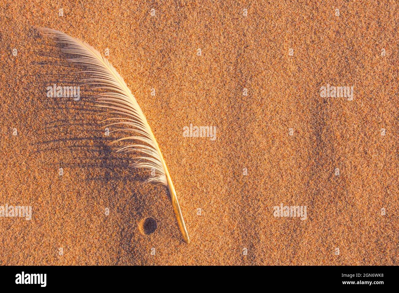 Feather on beach hi-res stock photography and images - Alamy