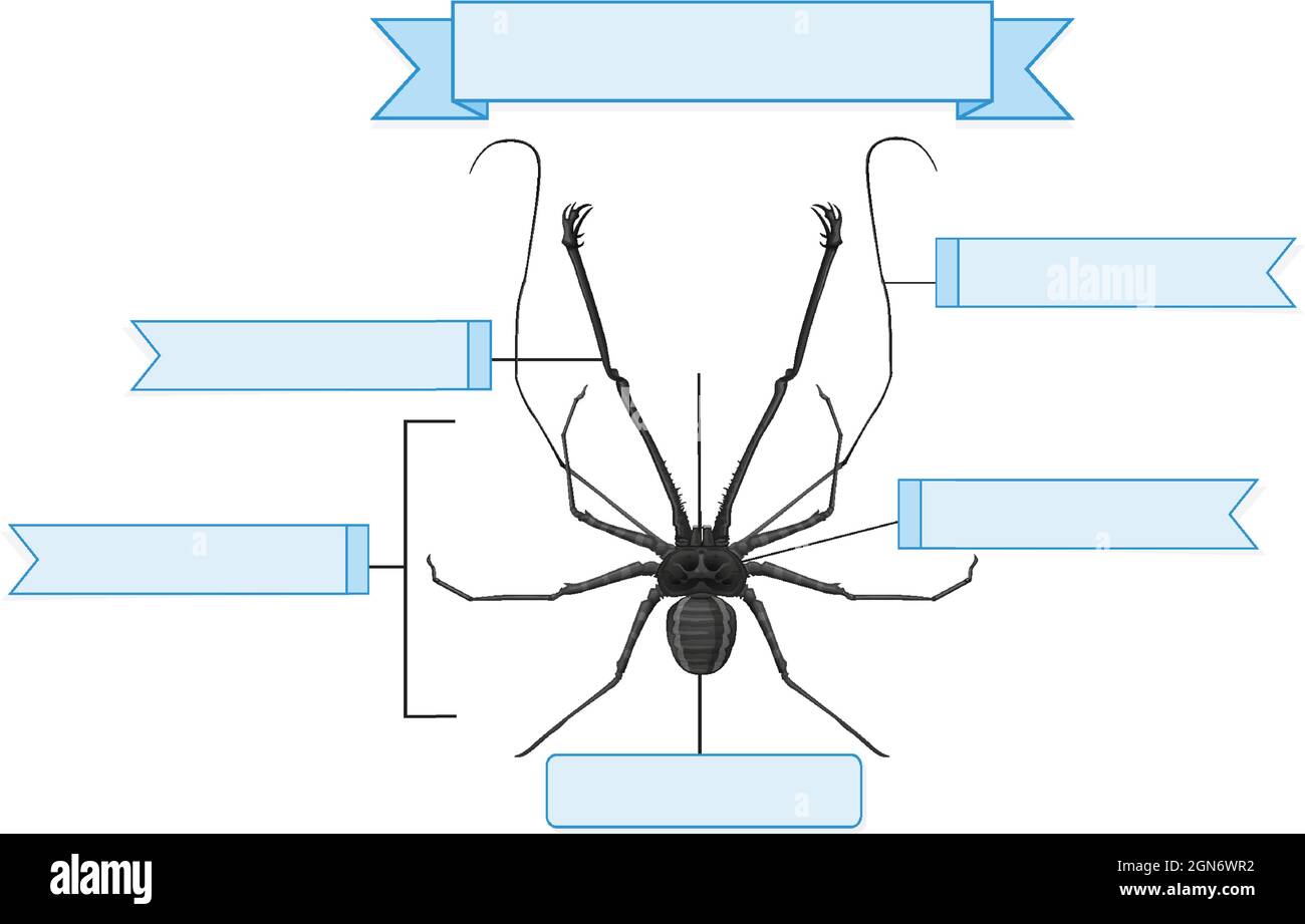 External Anatomy of a whip spider worksheet illustration Stock Vector ...