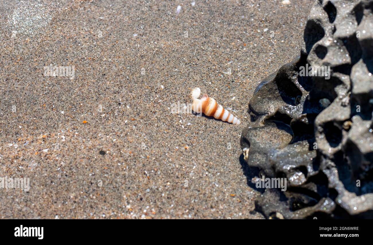Colorful spiral shell on the sand in a sea beach Stock Photo - Alamy
