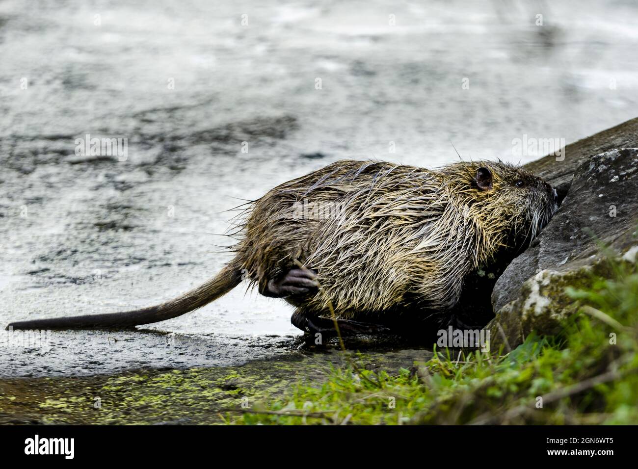 Closeup of a small wet nutria standing on the street next to a patch of ...