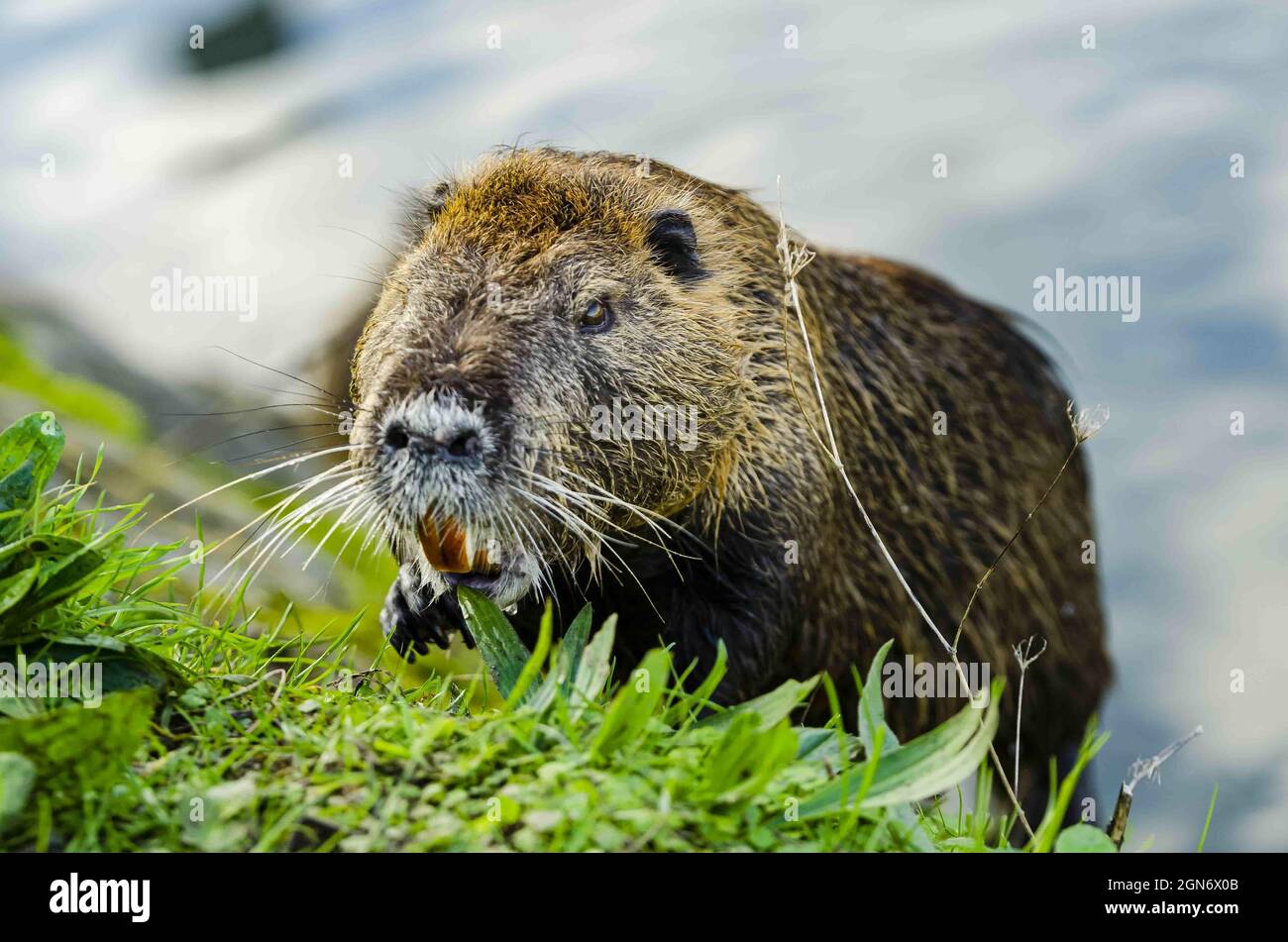 Closeup of a cute small nutria standing on vibrant green grass with a ...