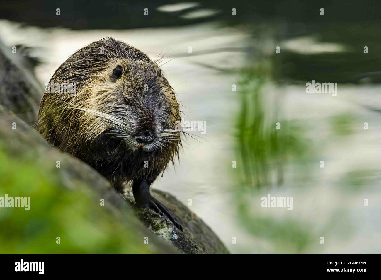 Closeup of a cute nutria standing on rocks with a lake blurred in the ...