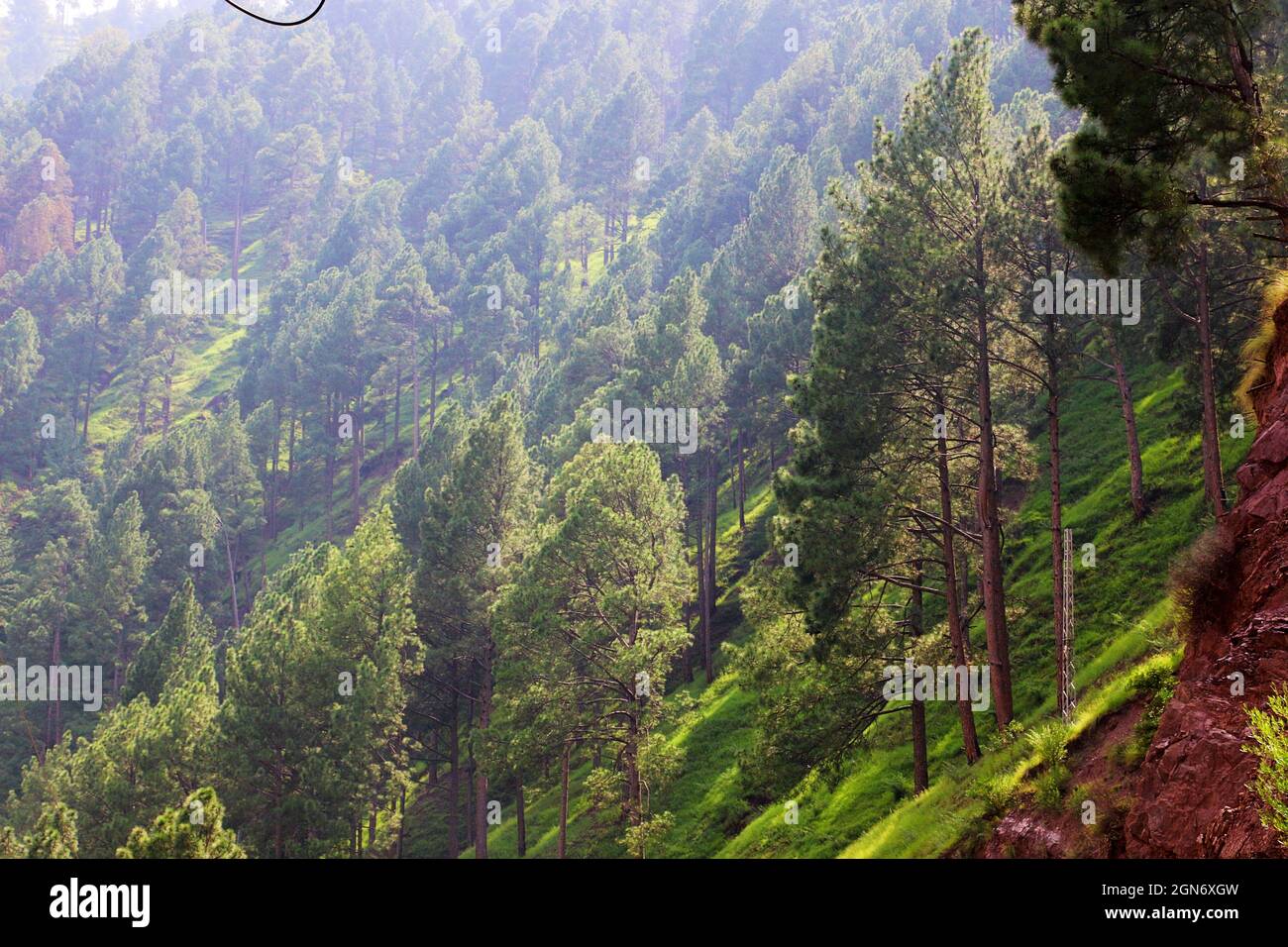 Beautiful long Green lush Trees Stock Photo - Alamy