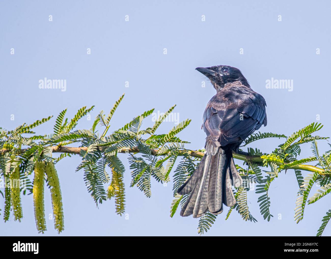 Drango hi-res stock photography and images - Alamy