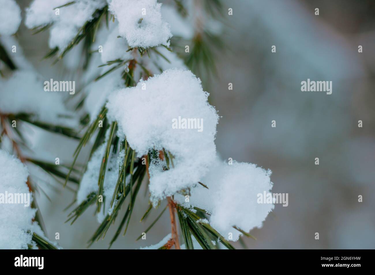 Snow covered pine branch and leaves in focus. Winter background photo ...