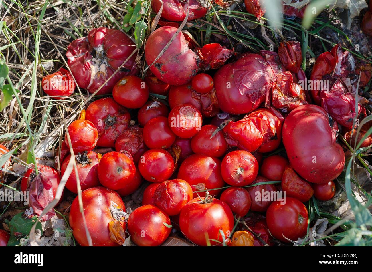 Rotten red tomatoes in the sunlight. Spoiled vegetables with mol Stock ...