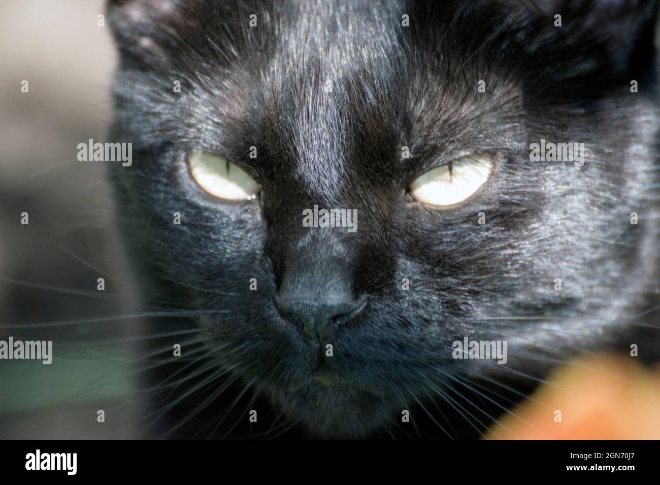 Pretty black cat face looking straight into the camera. Close up shoot ...