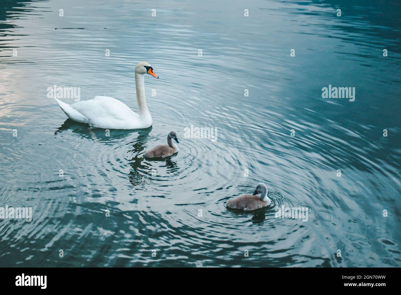 swans family in lake water close up love care Stock Photo - Alamy