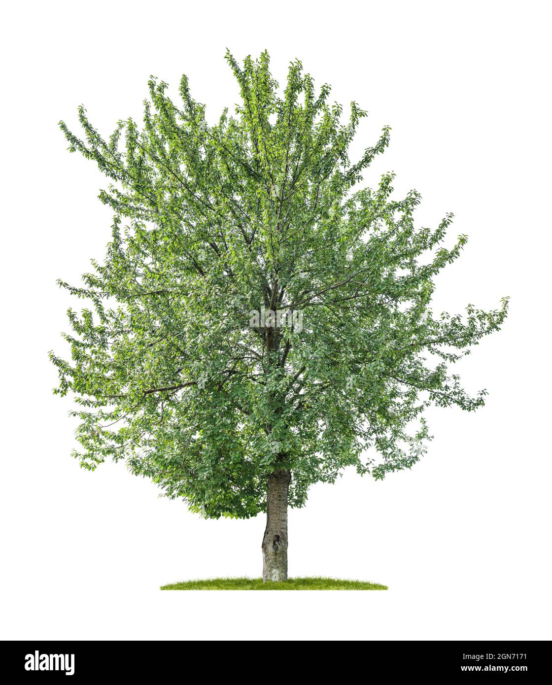 Isolated Cherry tree on a white background Stock Photo - Alamy