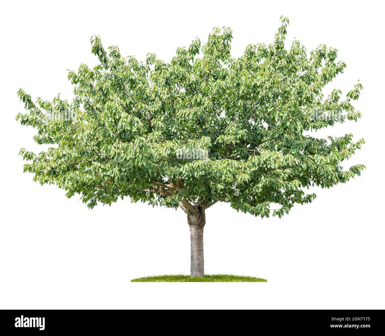 Isolated Cherry tree on a white background Stock Photo - Alamy