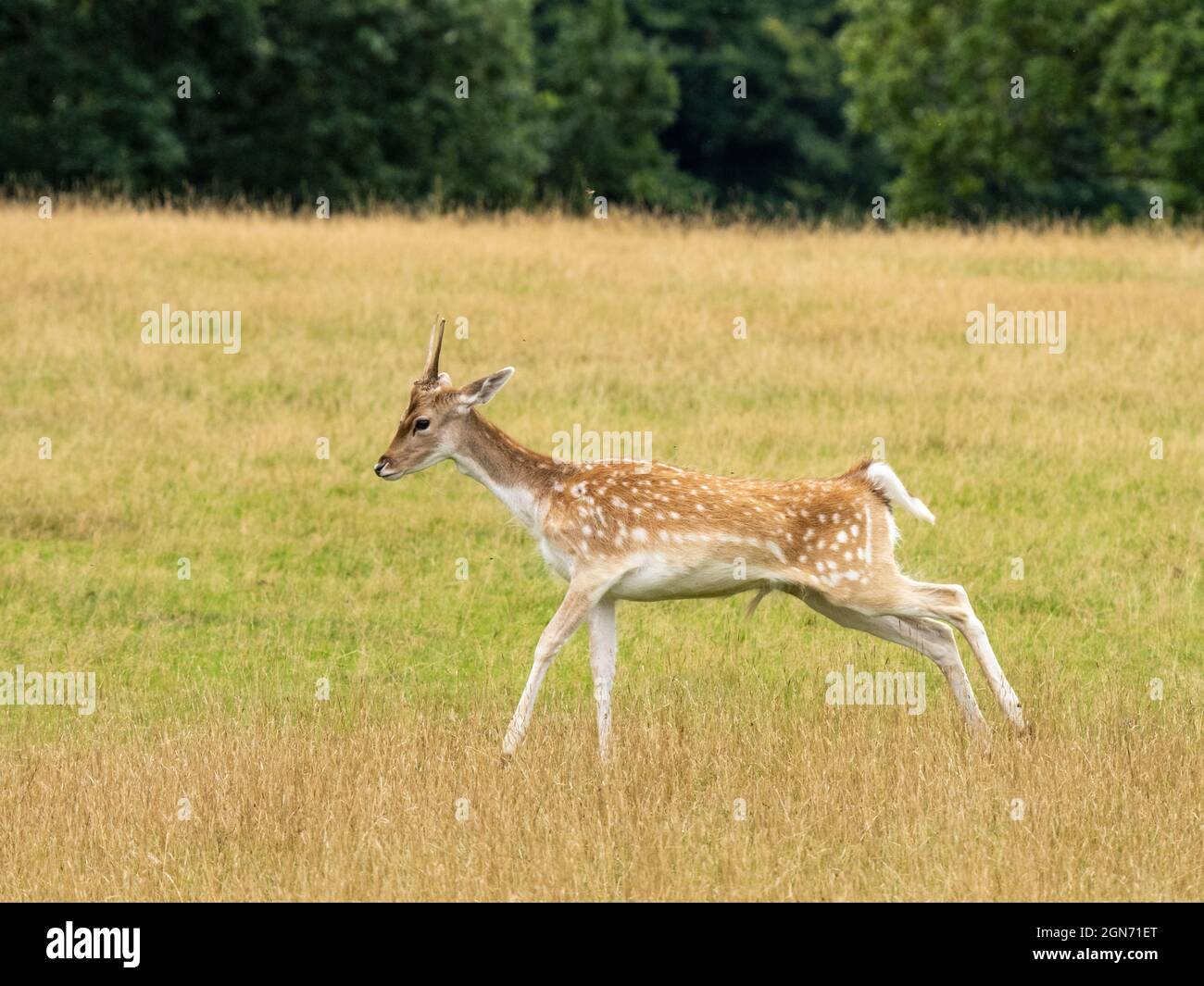 Fallow Deer Doe Standing in Grass Stock Photo - Alamy