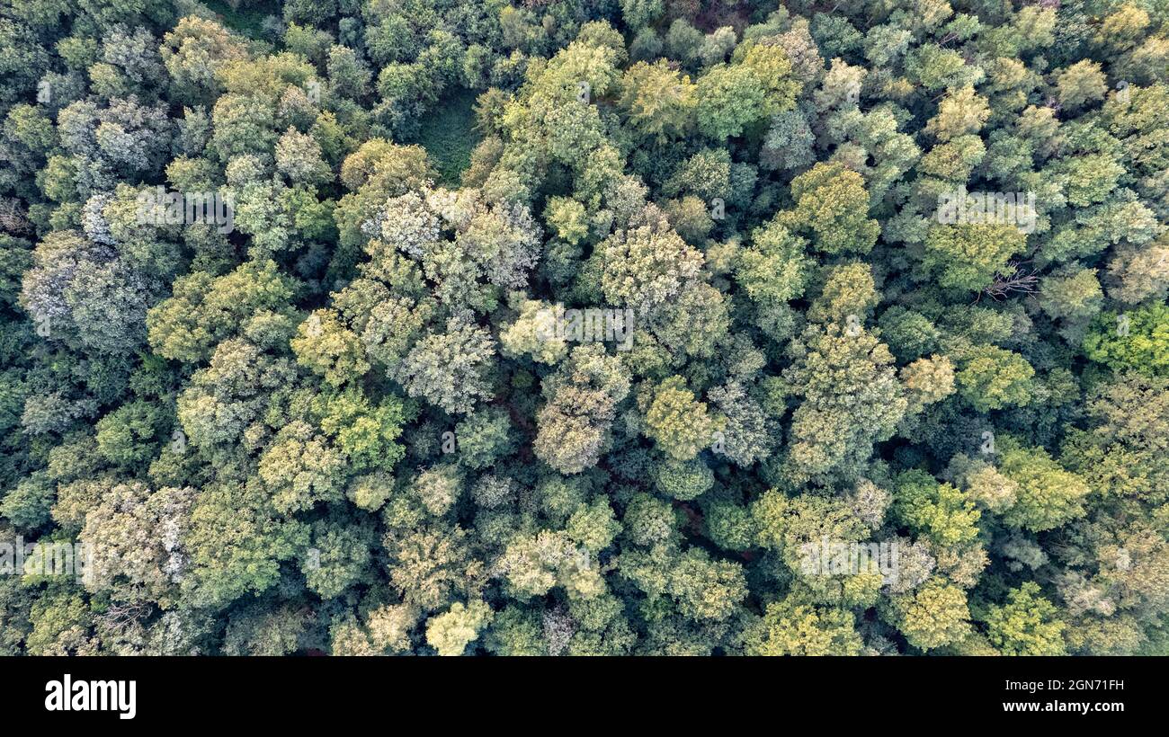 Aerial bird view over beautiful temperate coniferous forest over top of ...