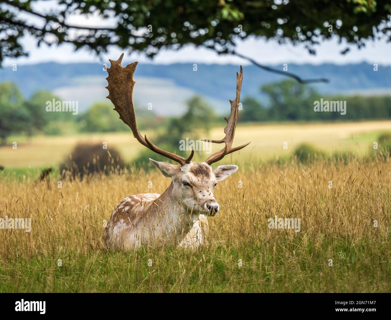 Male fallow deer knole park hi-res stock photography and images - Alamy