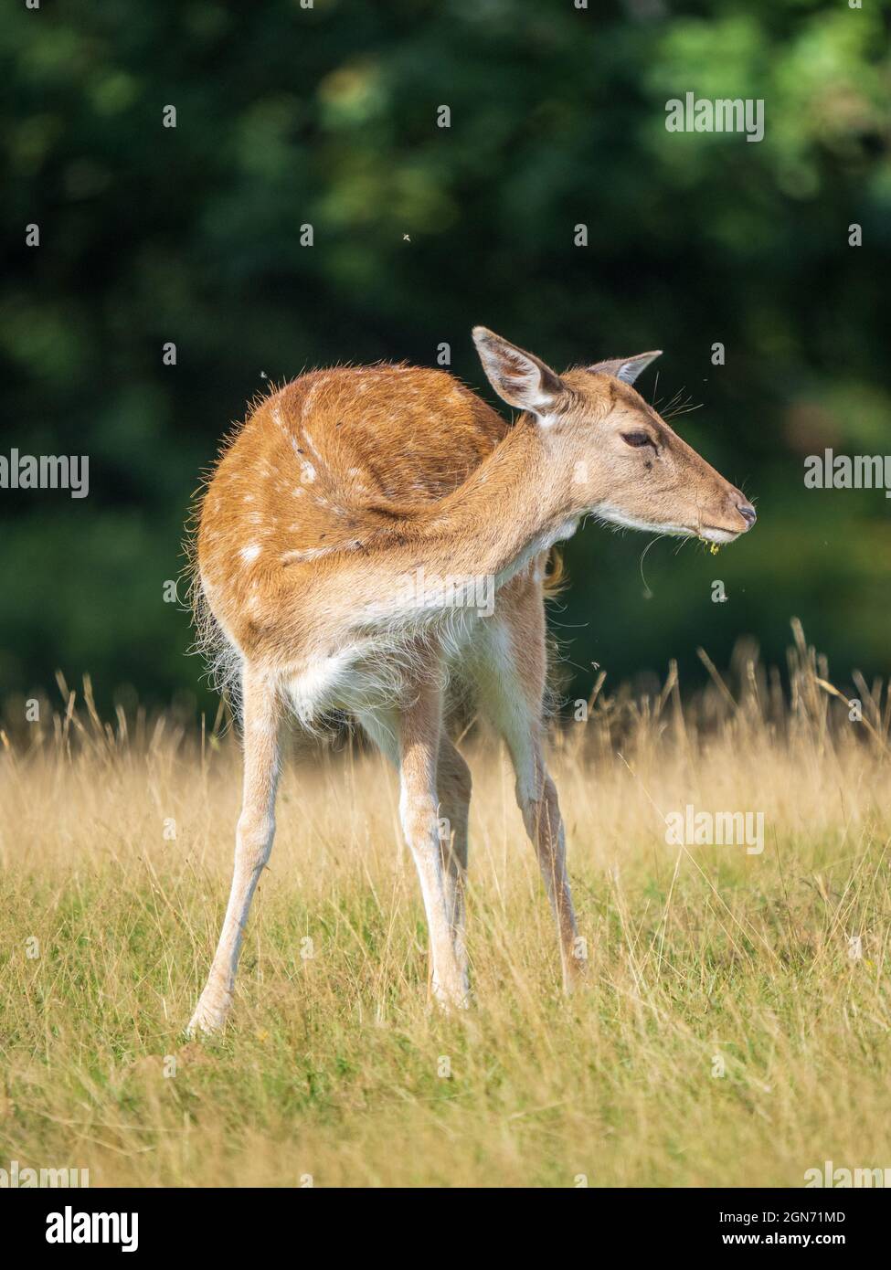 Fallow Deer Doe Standing in Grass Stock Photo - Alamy