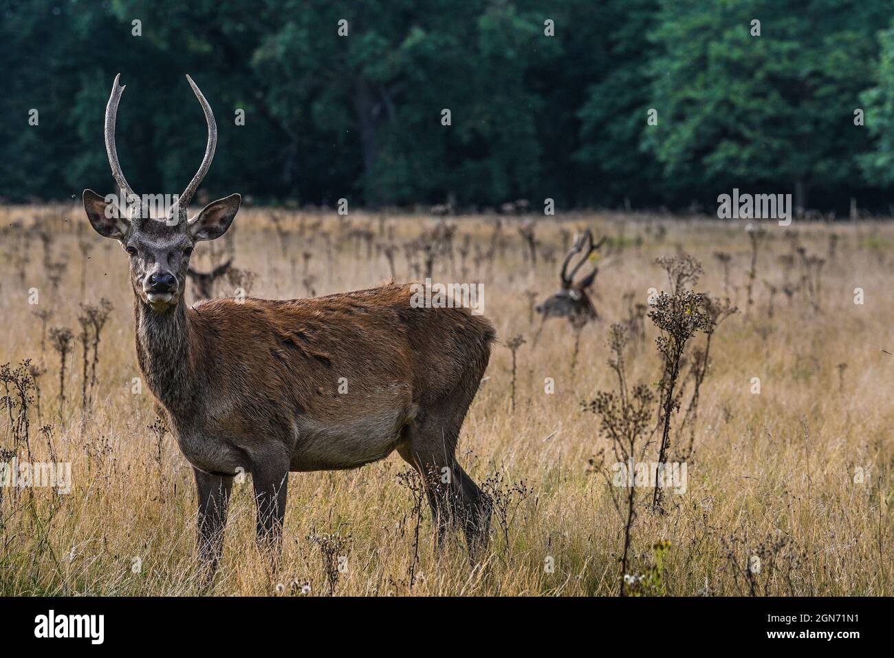 Royaldeer hi-res stock photography and images - Alamy