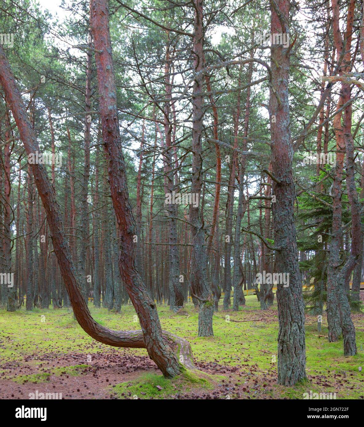 Dancing trees in National park Curonian Spit. Kaliningrad, Russia Stock ...