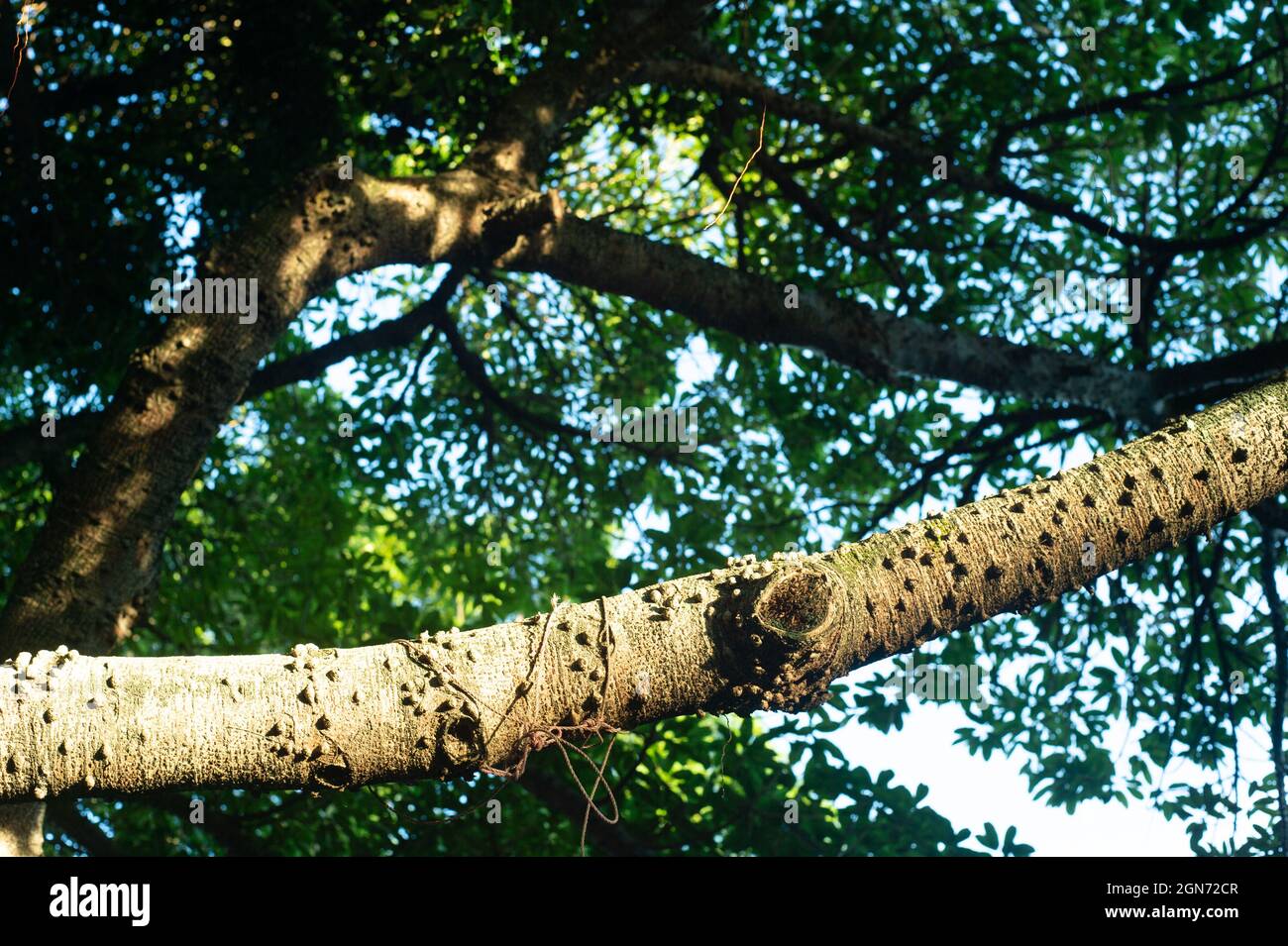 Hong Kong Tree Branches Stock Photo - Alamy
