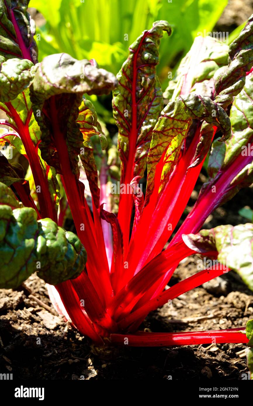 Growing Swiss chard garden in Stock Photo - Alamy