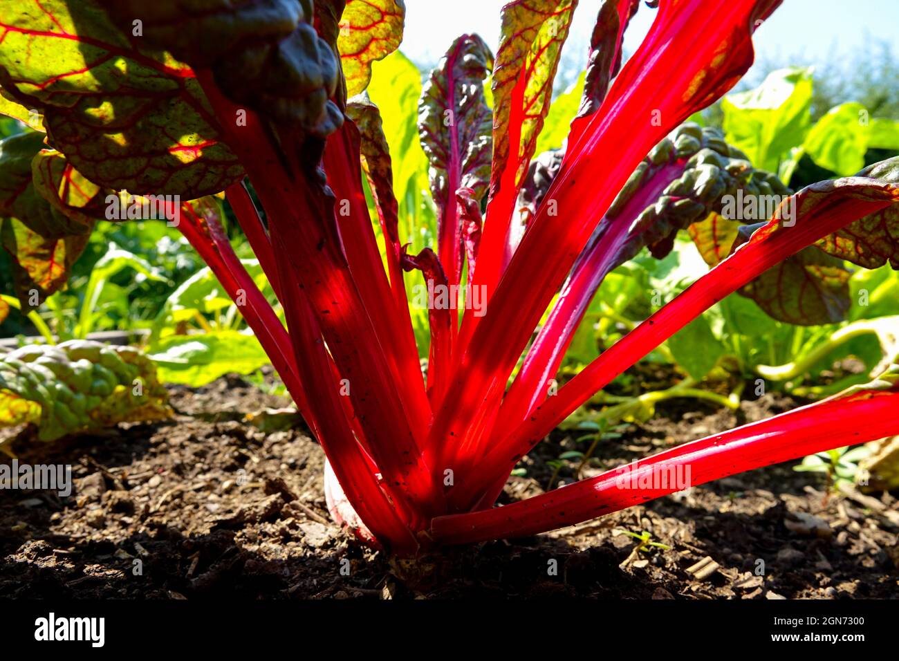 Growing Swiss chard in garden growing vegetables Beta vulgaris cicla ...