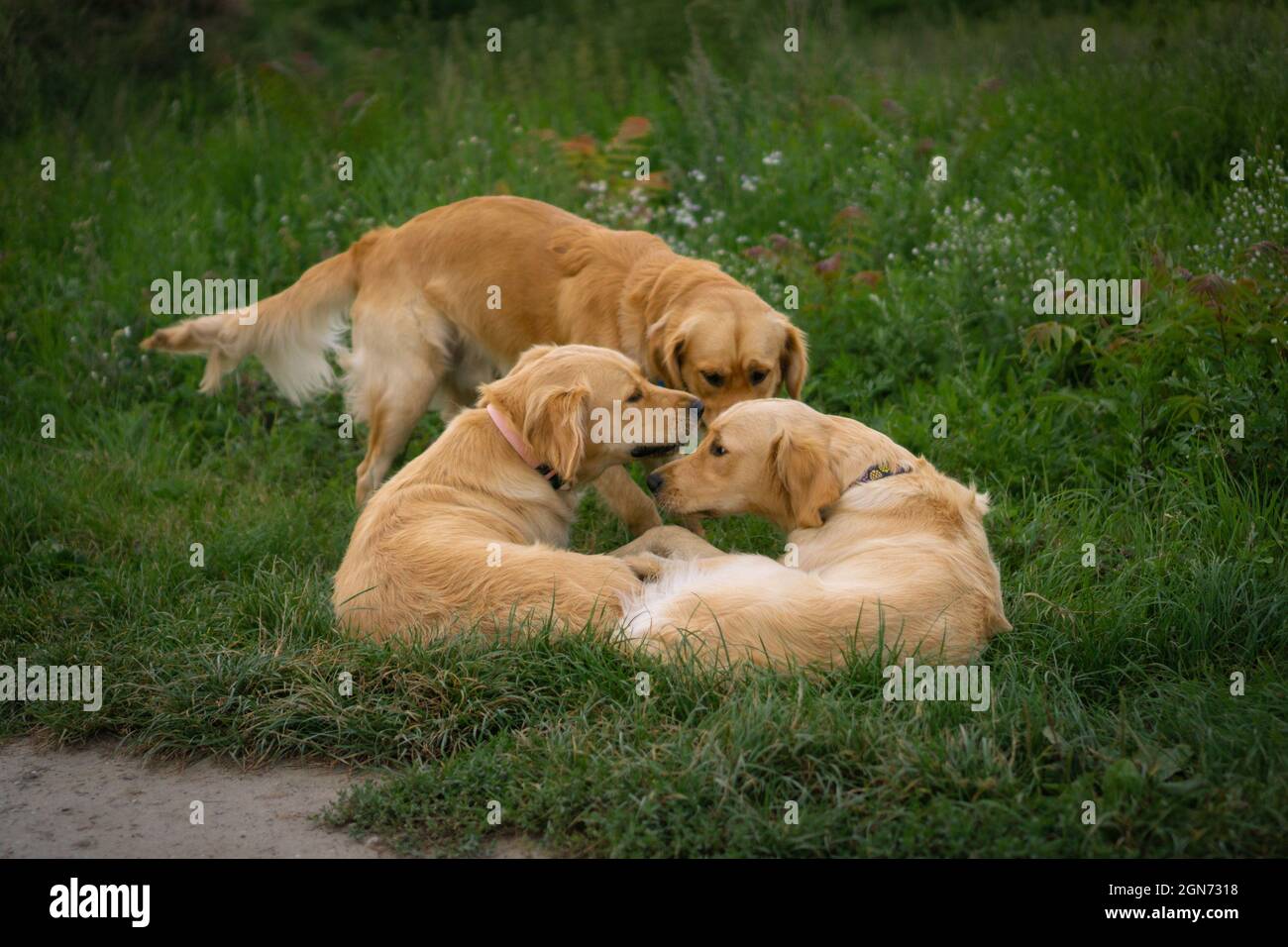 Closeup shot of Golden Retriever dogs playing outdoors Stock Photo - Alamy