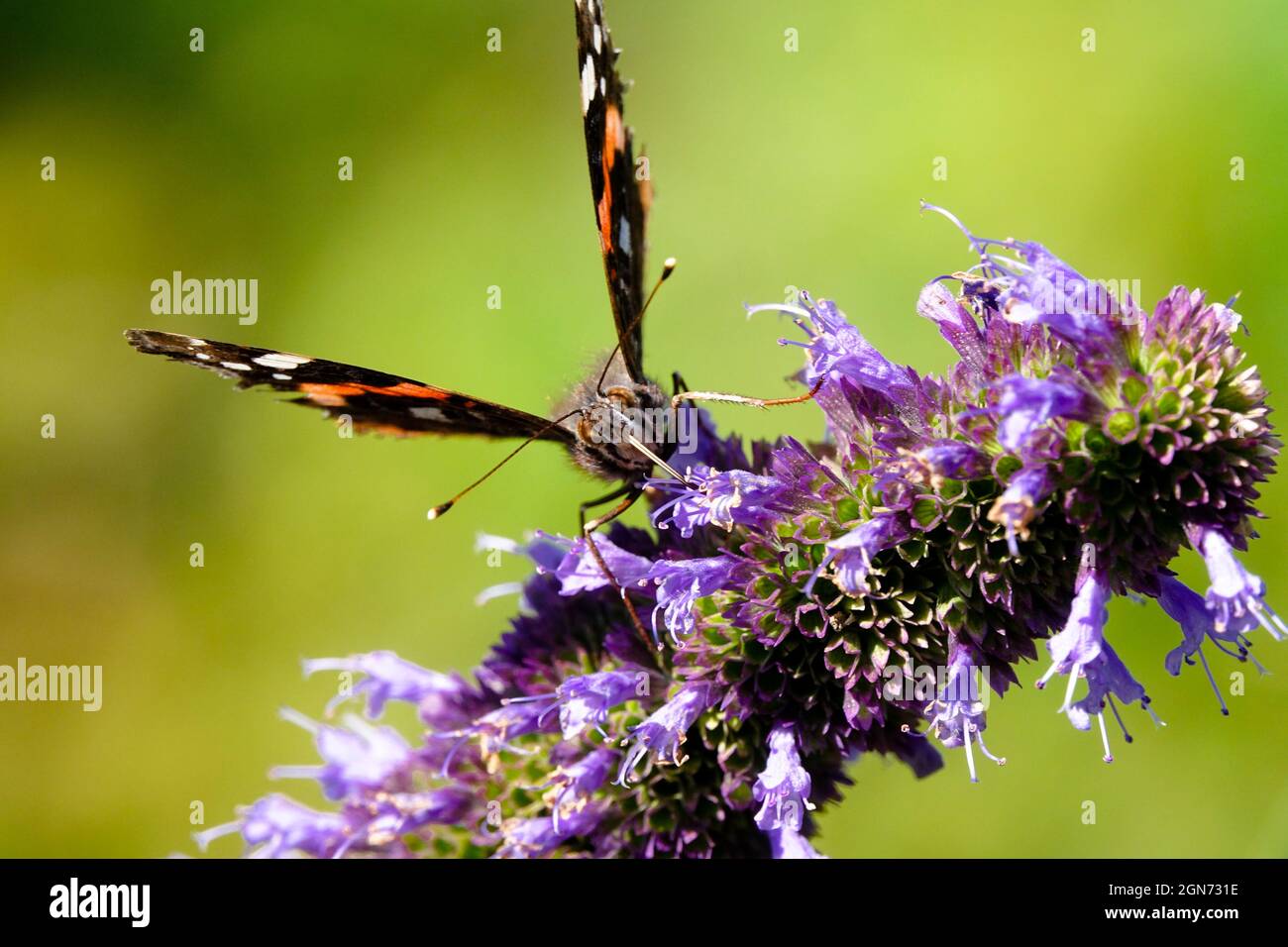 Front view of butterfly hi-res stock photography and images - Alamy