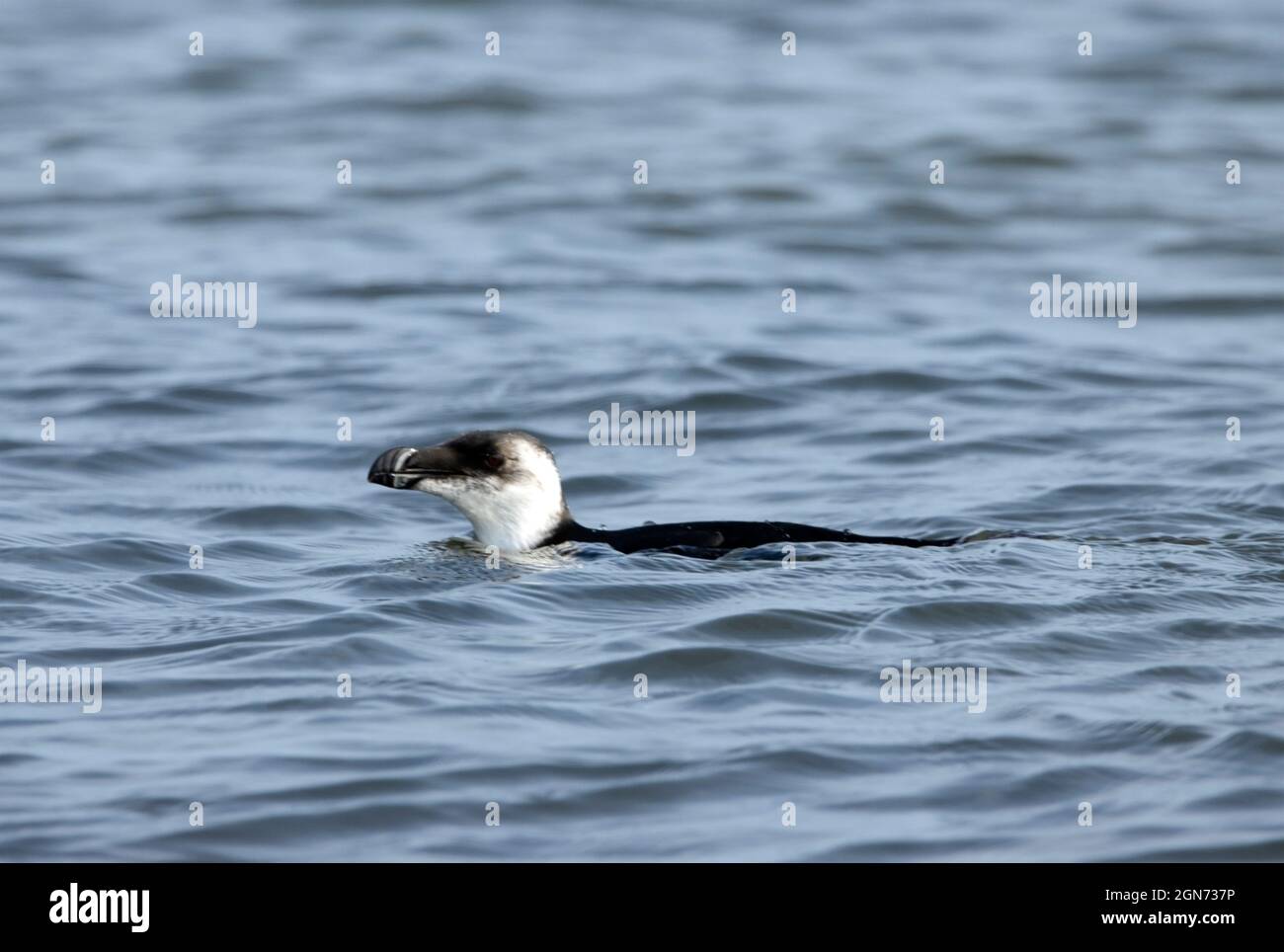 Razorbill in its environment hi-res stock photography and images - Alamy