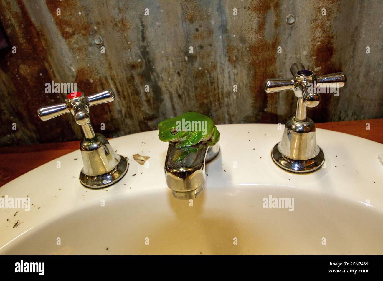 Australian Green Tree Frog resting on campground bathroom tap Stock ...
