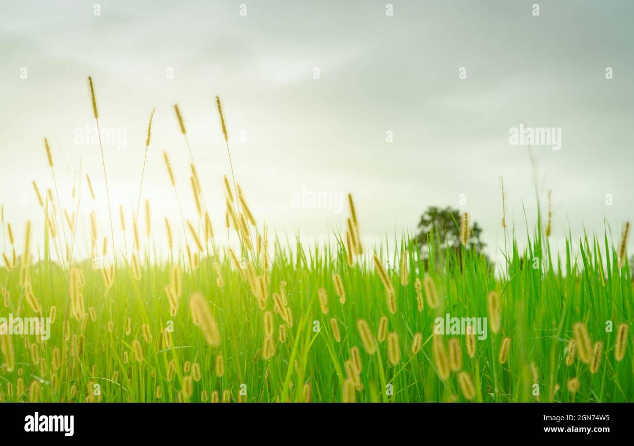 Blurred golden grass flower with cloudy sky in rainy season. Green rice ...