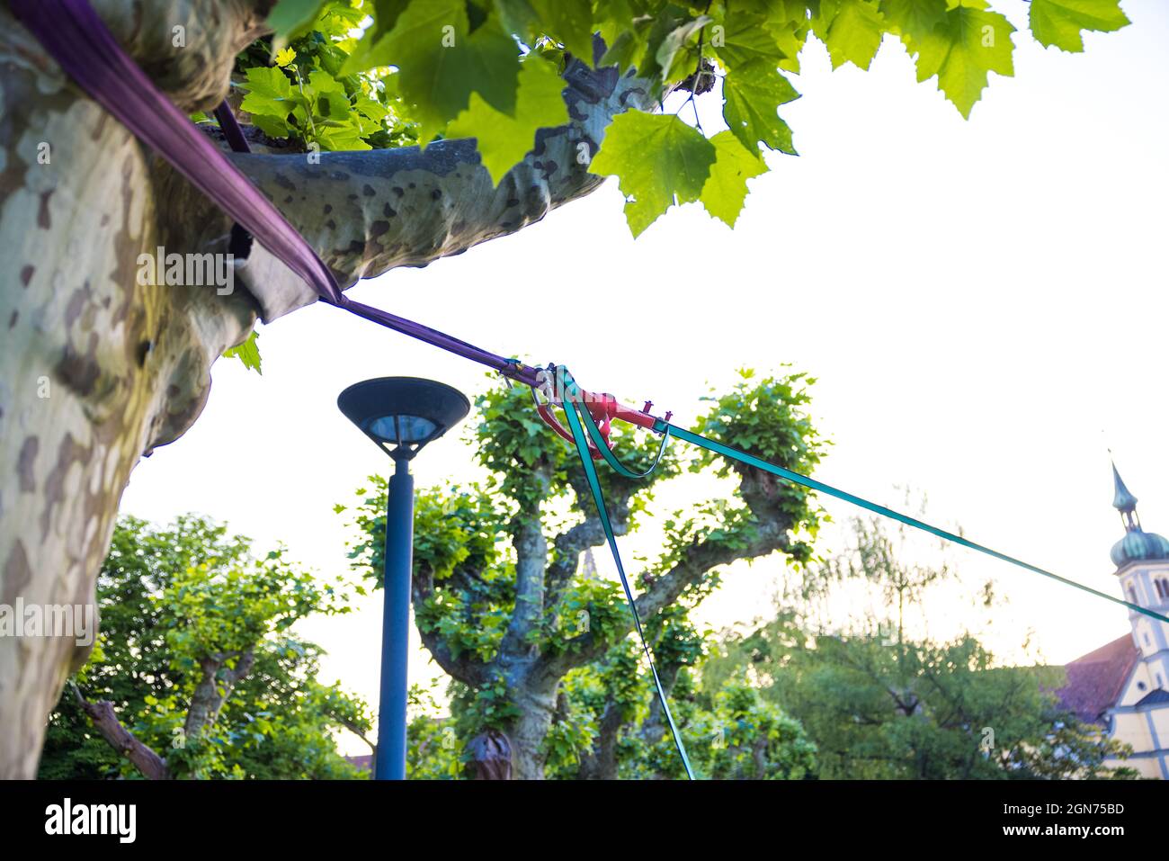 Tree lashing strap in a park Stock Photo - Alamy