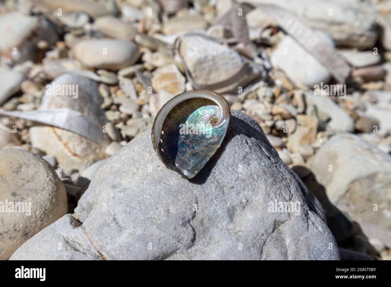 Nacre shells hi-res stock photography and images - Alamy
