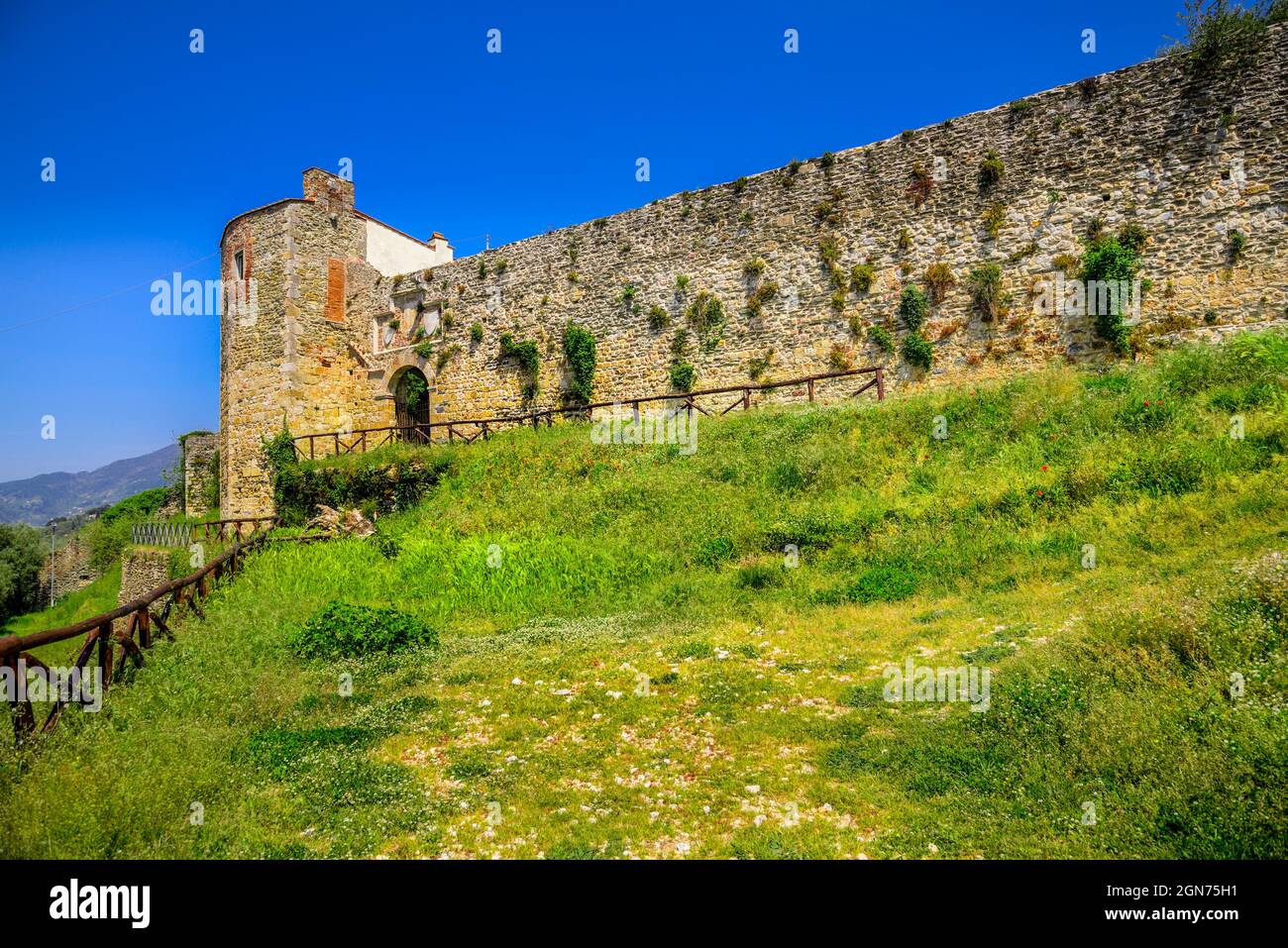 Sala tree hi-res stock photography and images - Alamy