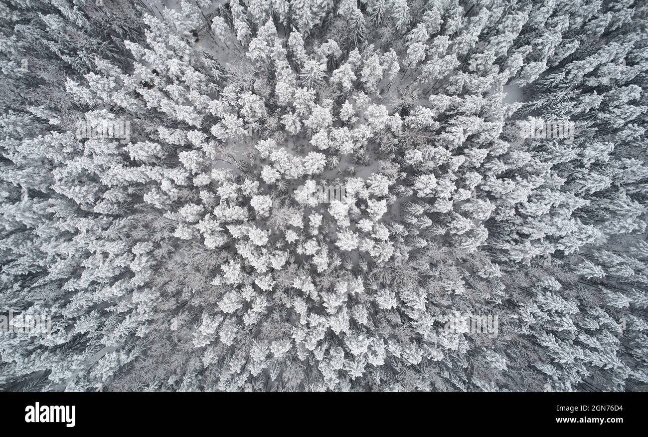 Winter abstract background. Snowy forest above top view Stock Photo - Alamy