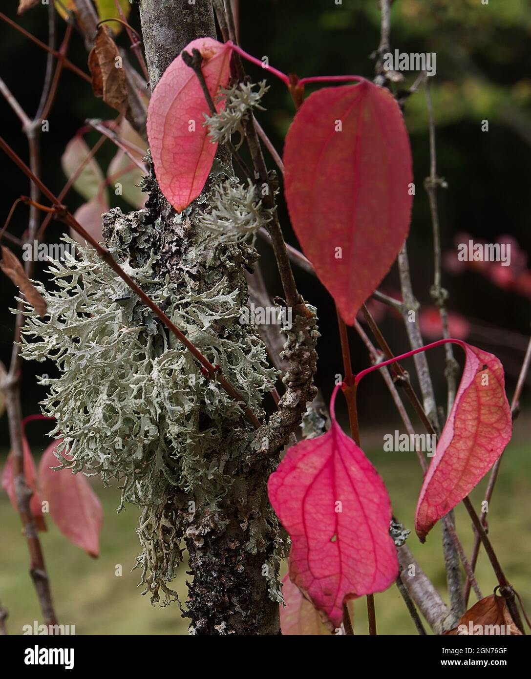Lichen colours hi-res stock photography and images - Alamy