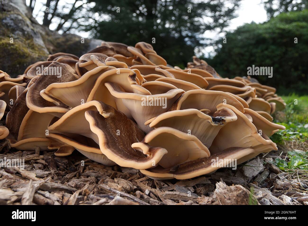Giant Polypore fungus at the base of a beach tree Stock Photo - Alamy