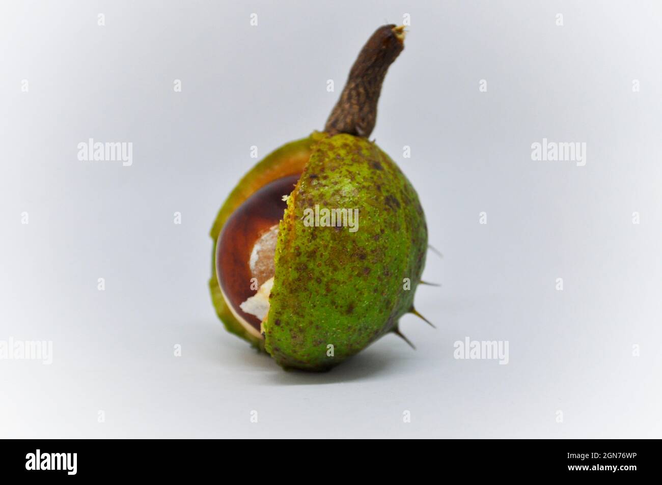 Conker in a shell Stock Photo - Alamy