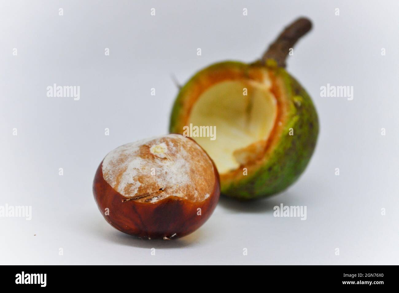 Conker in a shell Stock Photo - Alamy