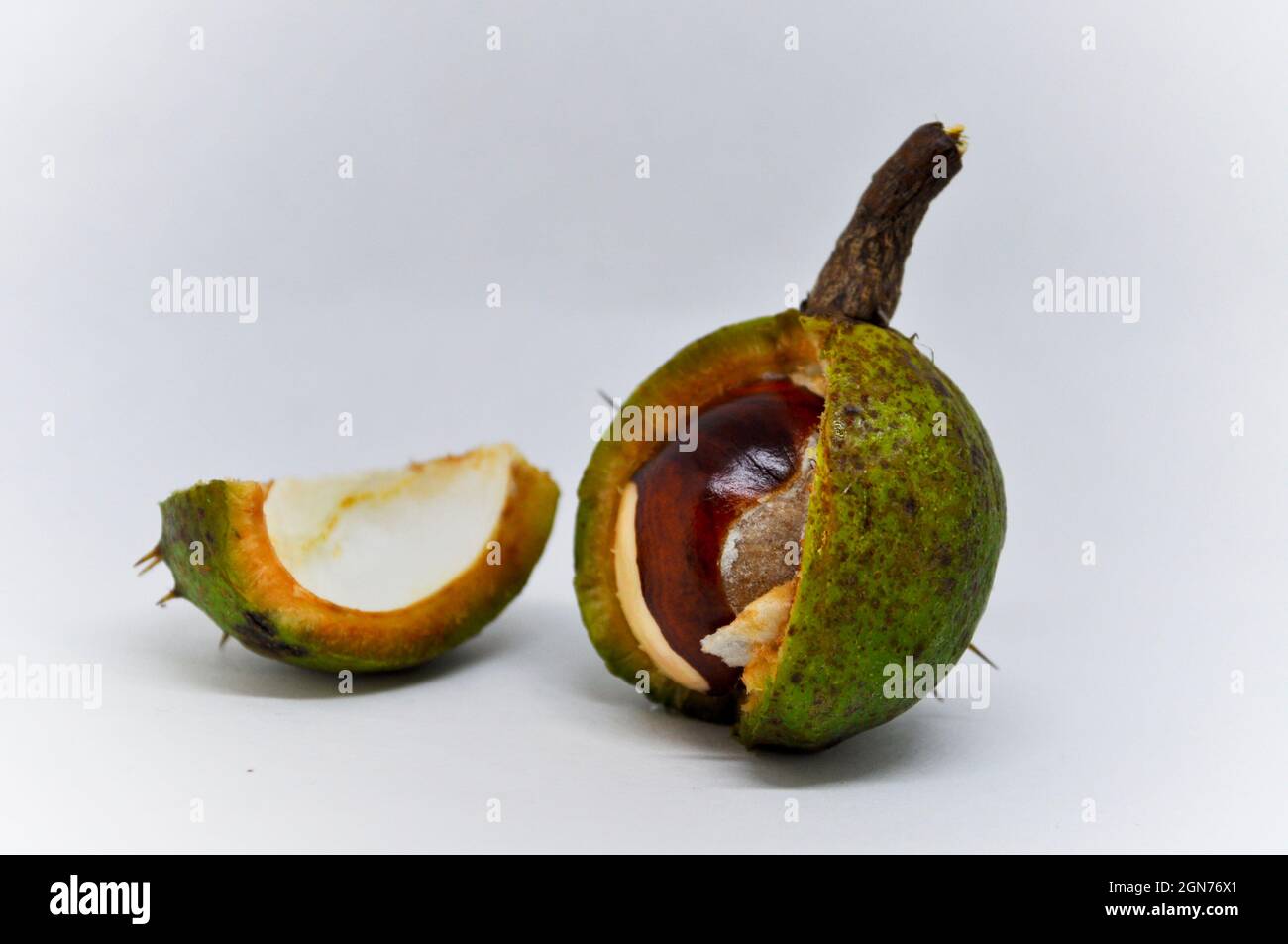 Conker in a shell Stock Photo - Alamy