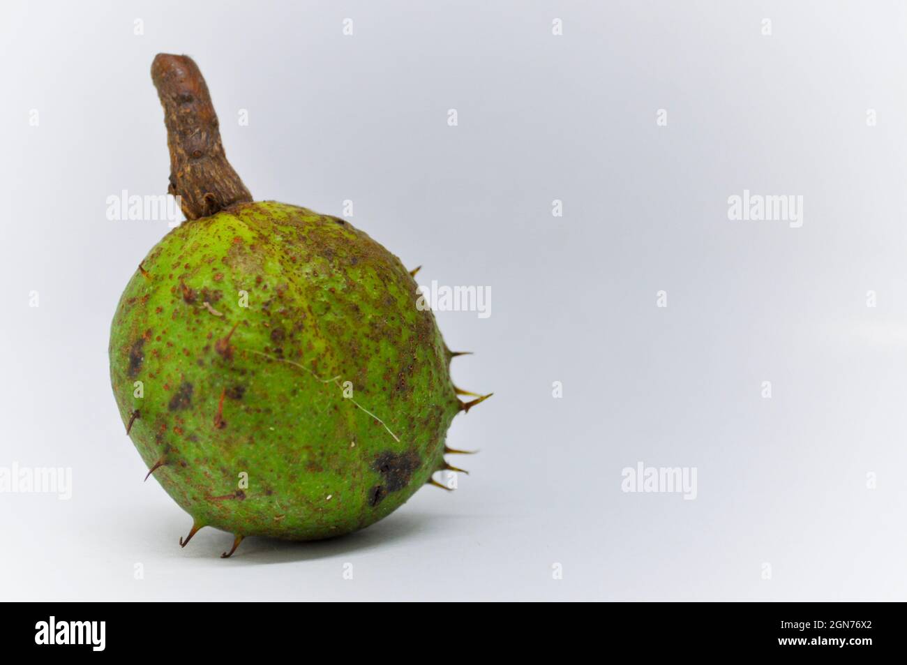Conker in shell (husk Stock Photo - Alamy